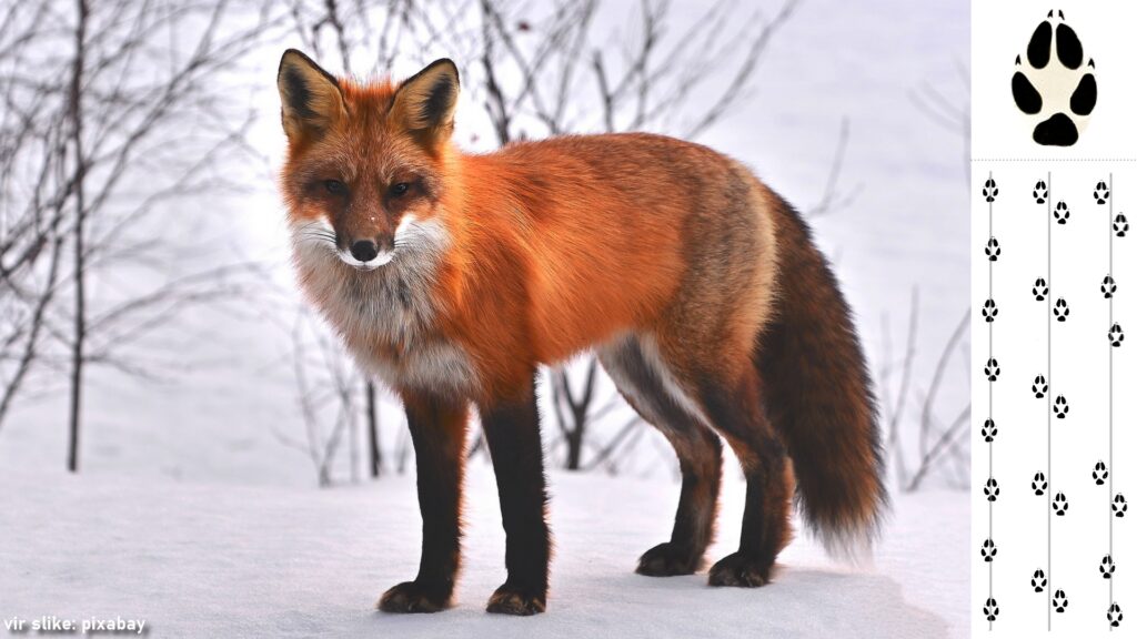 Lisica | Zeleni Lovec