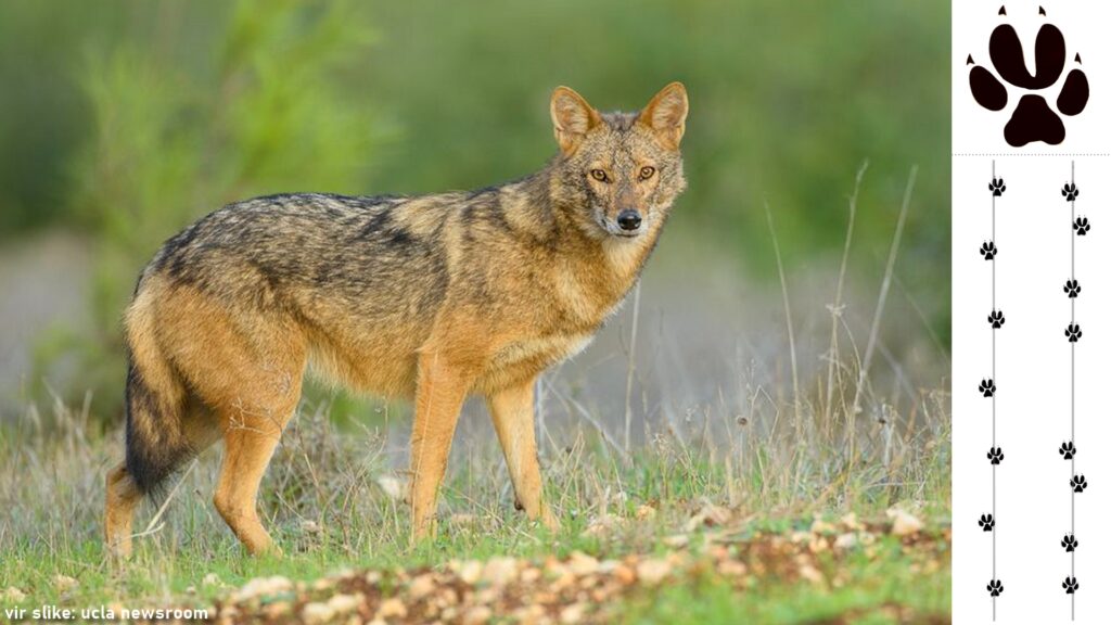 Šakal | Zeleni Lovec